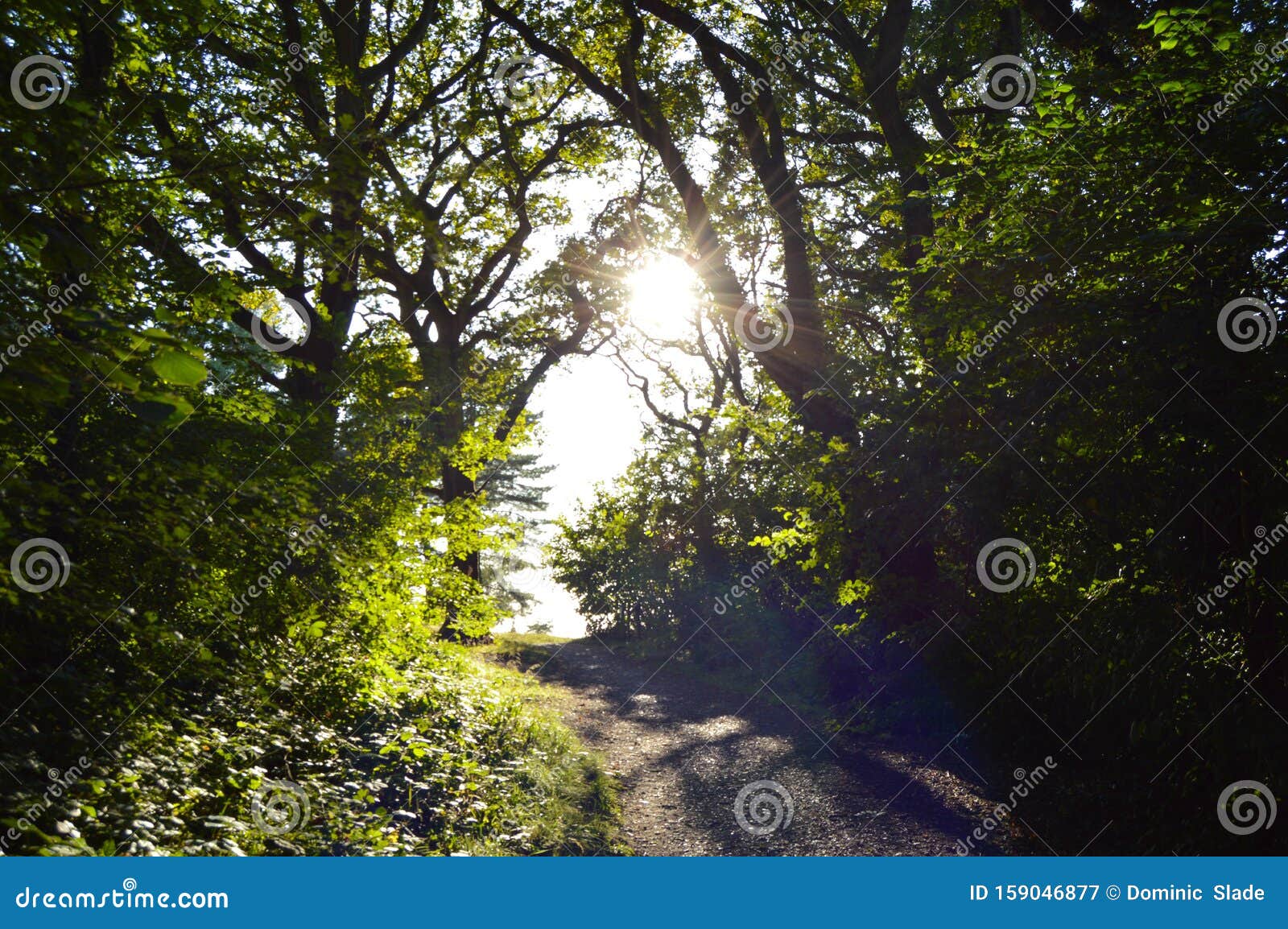 Sun through the trees stock image. Image of beaming - 159046877