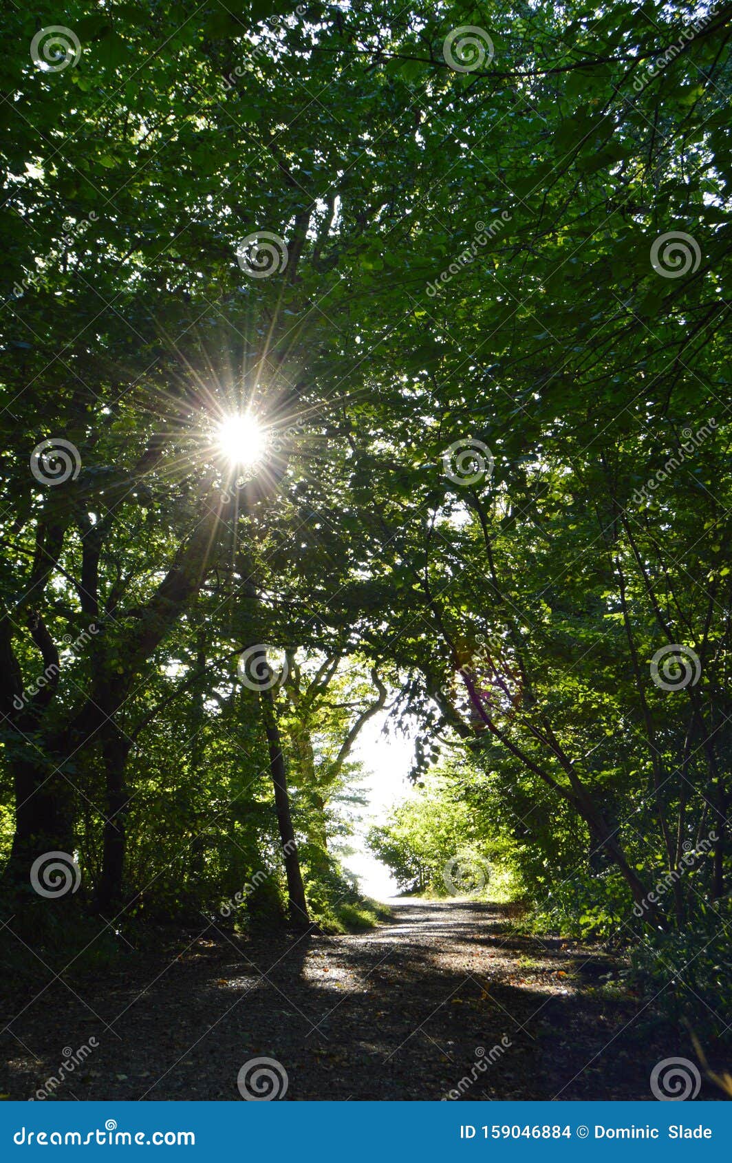 Sun through the trees stock photo. Image of england - 159046884