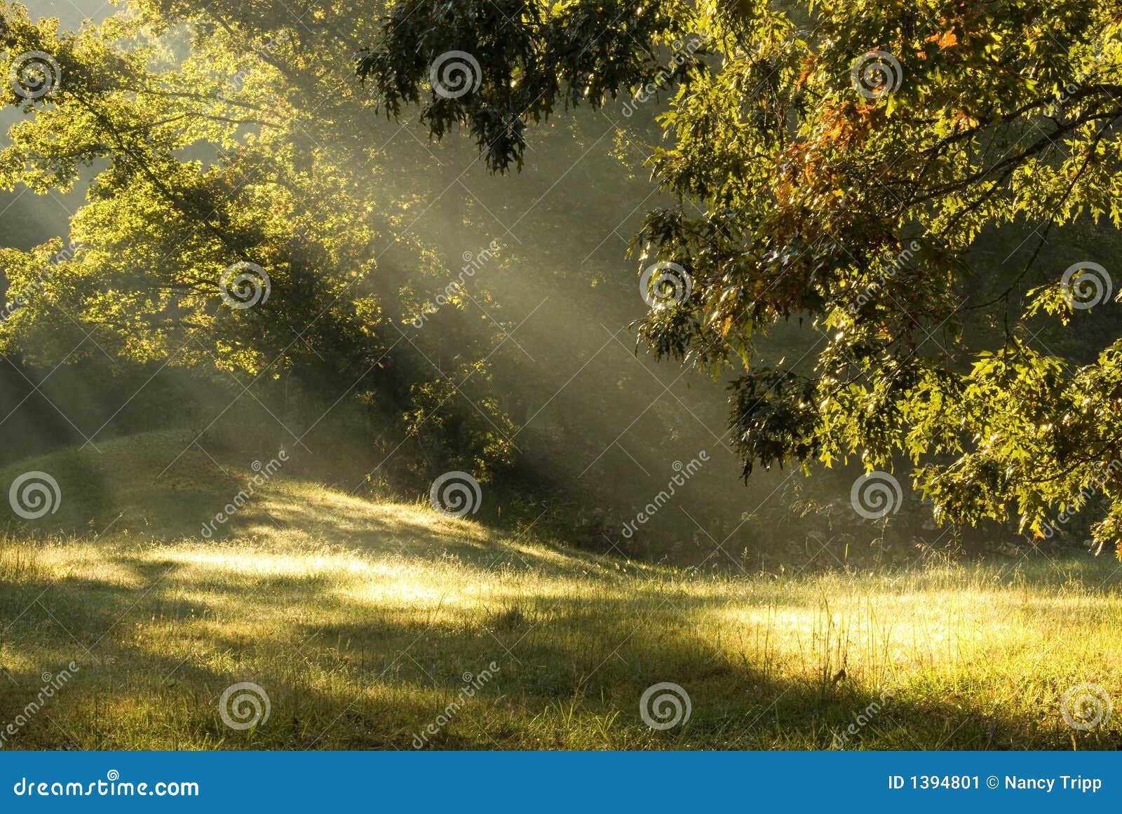 Sun beams stock image. Image of outdoors, humid, leaves - 1394801