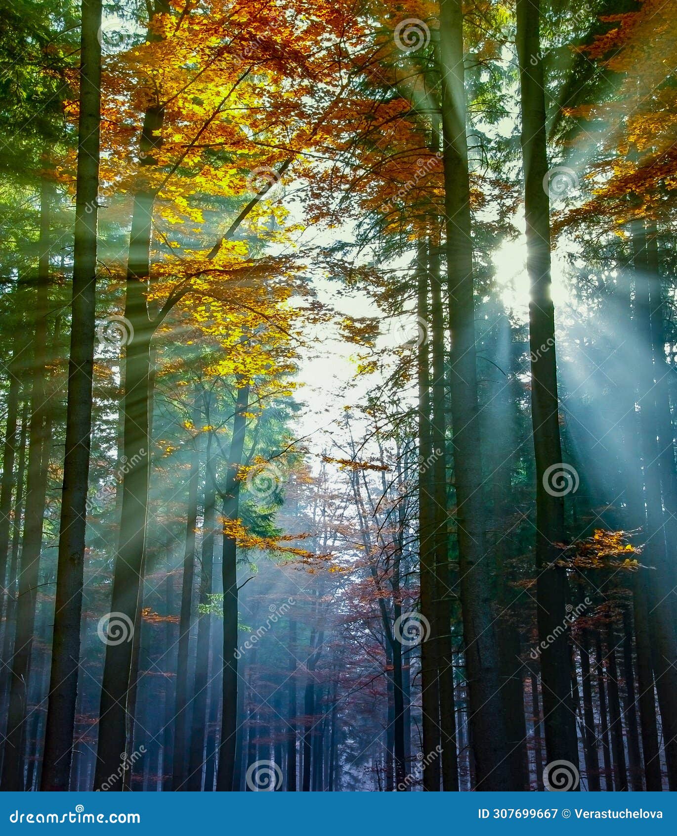 Autumn Forest with Sun Beams Stock Image - Image of morning ...