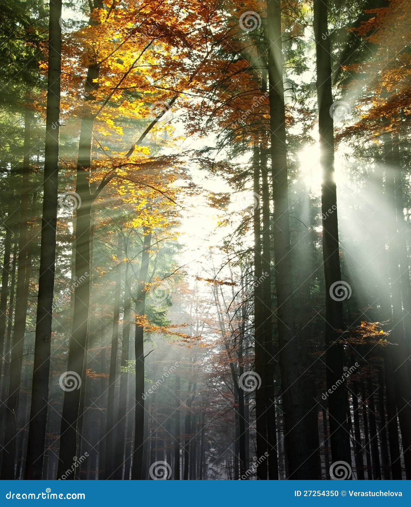 Sun Beams in an Autumn Wood Stock Photo - Image of outside, national ...