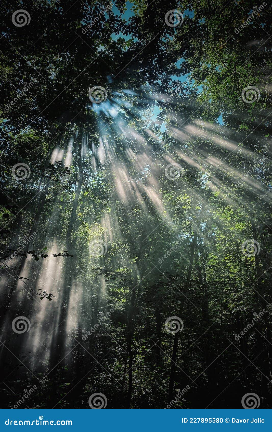 Sun beams in forest stock photo. Image of mystery, beams - 227895580