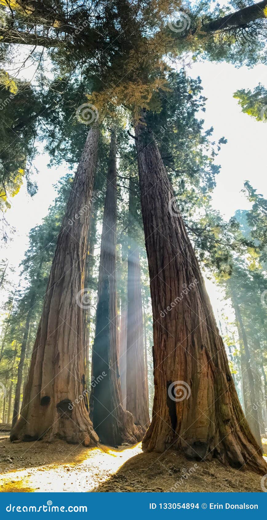 Rays of Sunlight through Huge Trunks of Giant Sequoia Redwood Tr Stock ...