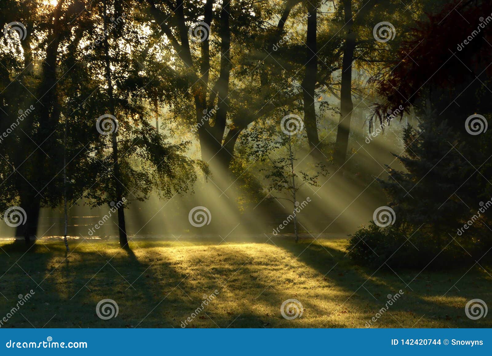 Sun beams in the morning stock photo. Image of woods - 142420744