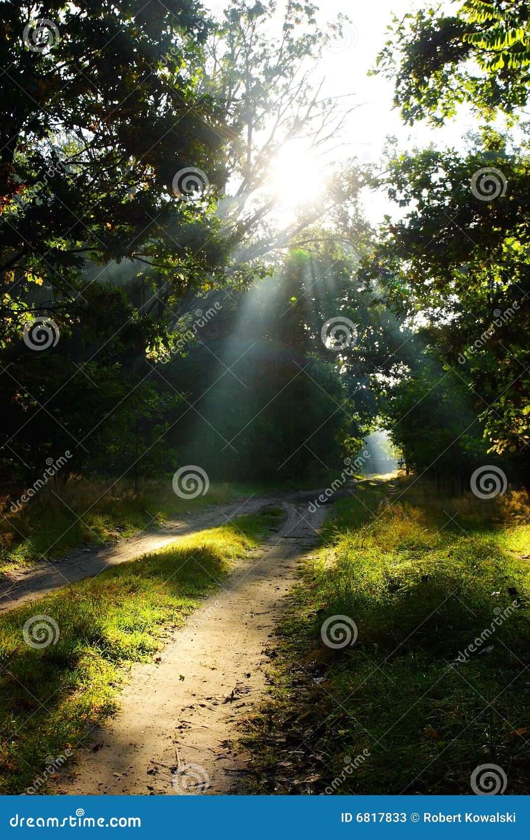 Sun Beams on Path in Green Forest Stock Image - Image of trees, leaf ...