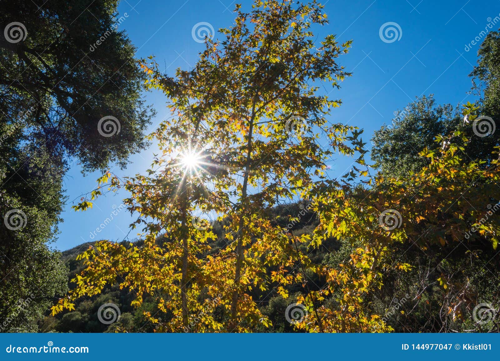 Sun Beams Shine through Trees Stock Image - Image of beams, sunlight ...