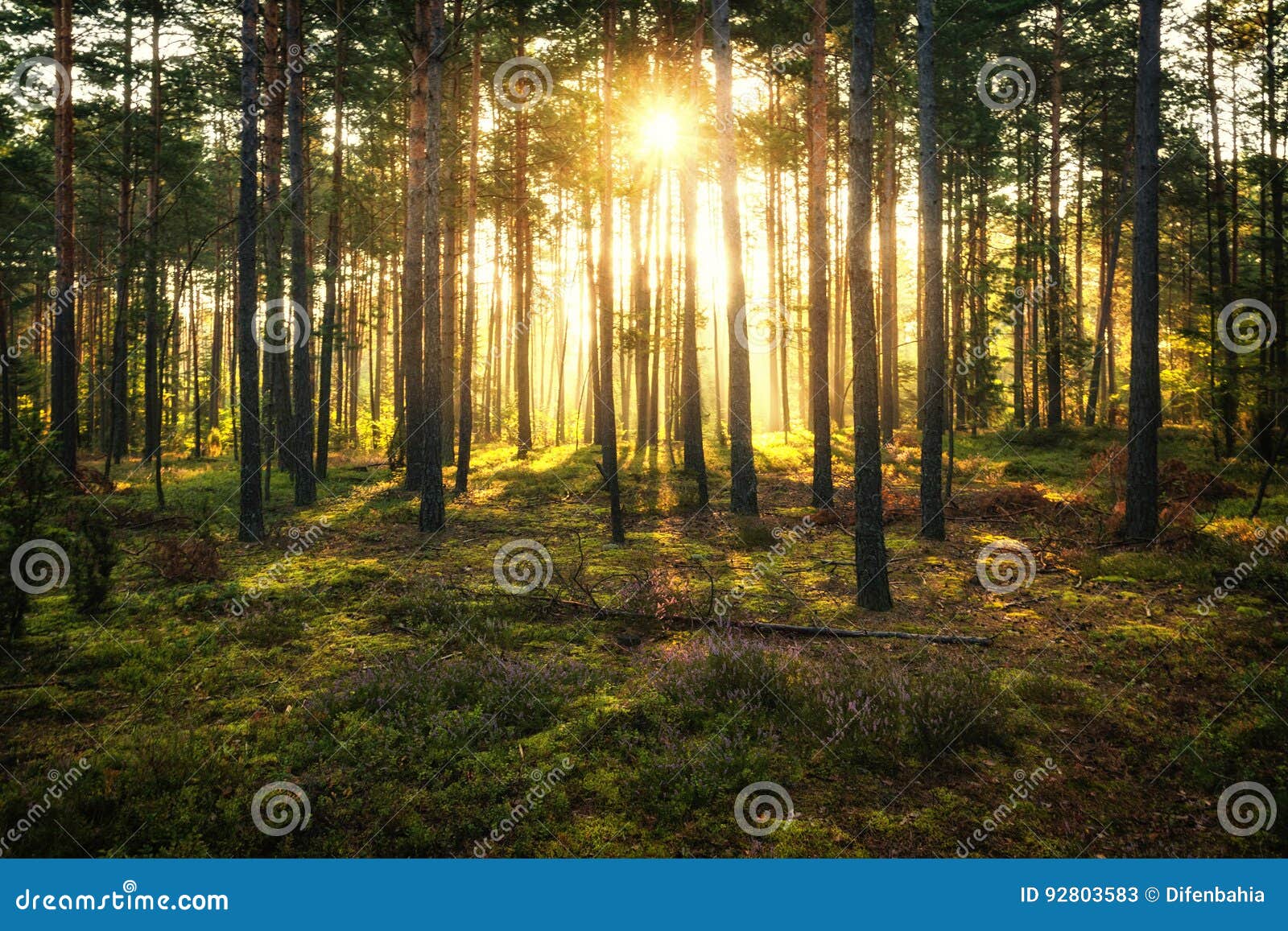 Sun Beams Shines through Pine Forest Stock Image - Image of early ...