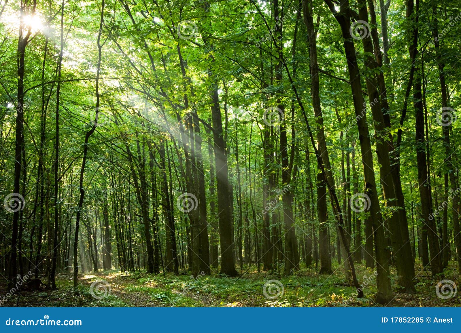 Sun beams in spring forest stock image. Image of morning - 17852285