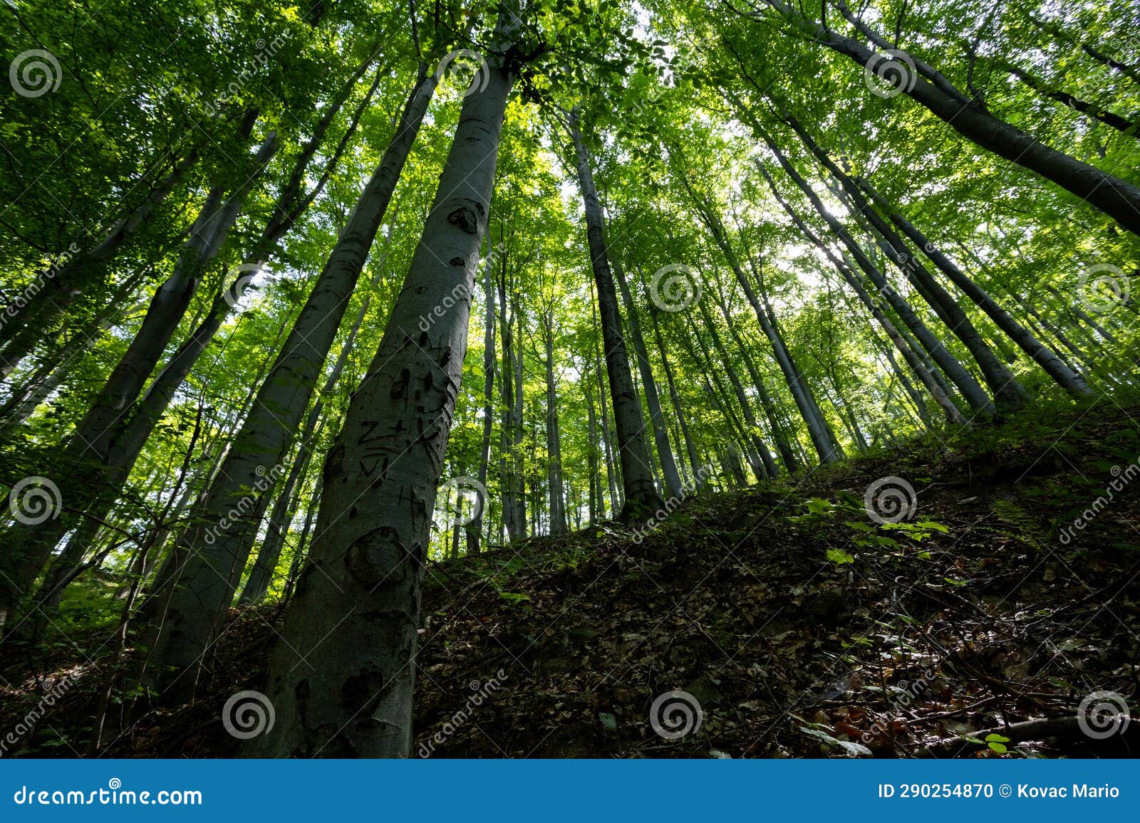 Sun Beams through Thick Trees Branches in Dense Green Forest Stock ...