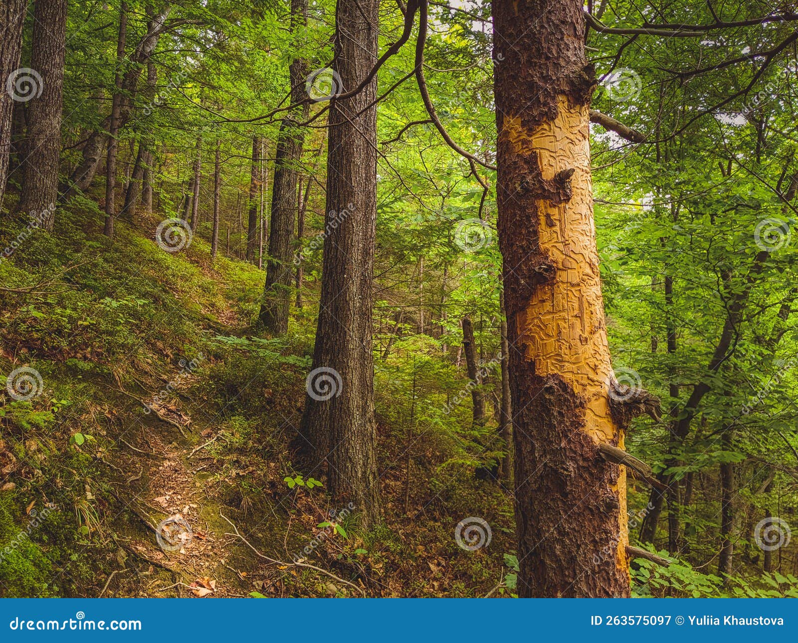 Sun Beams through Thick Trees Branches in Dense Green Forest Stock ...