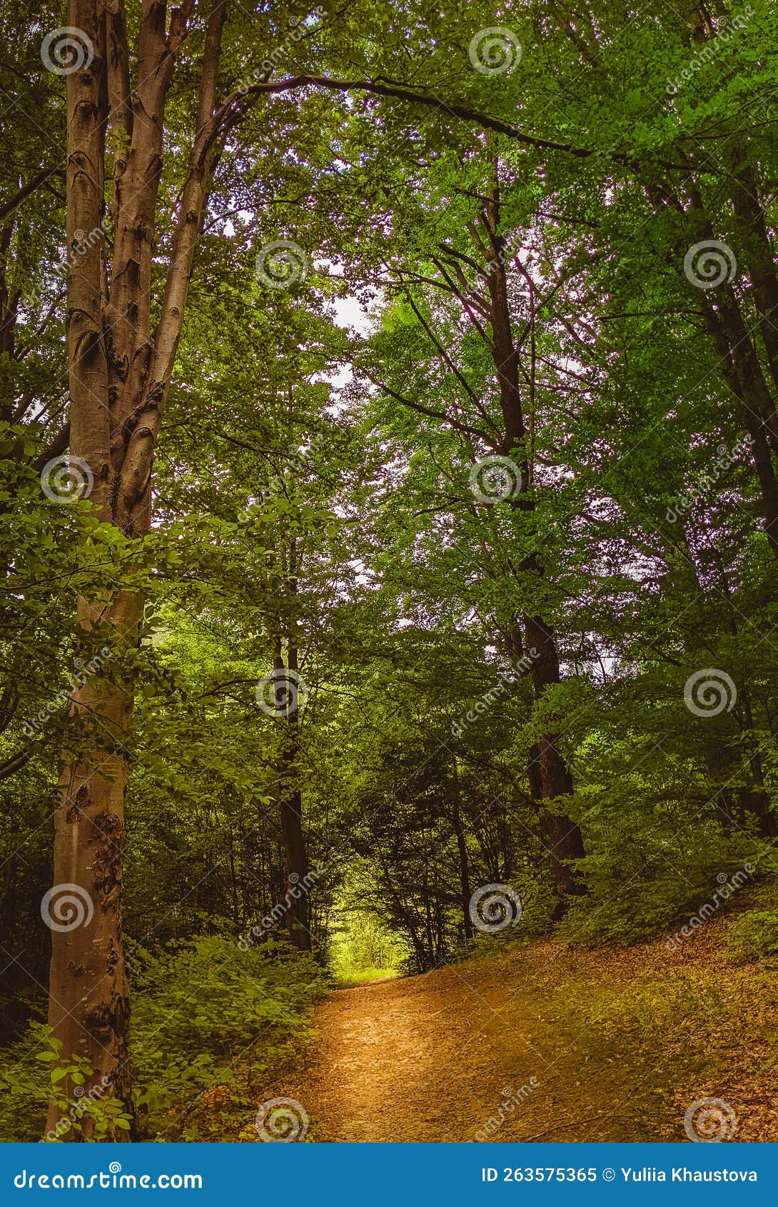 Sun Beams through Thick Trees Branches in Dense Green Forest Stock ...