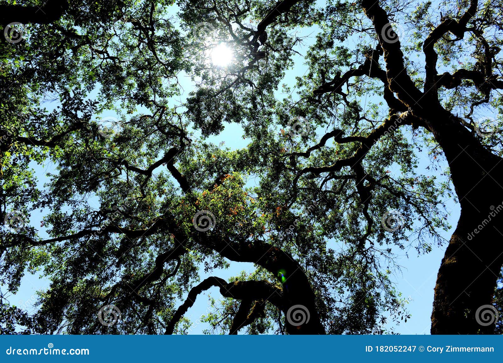 Sun Beams through Large Green Tree Canopy Stock Image - Image of forest ...