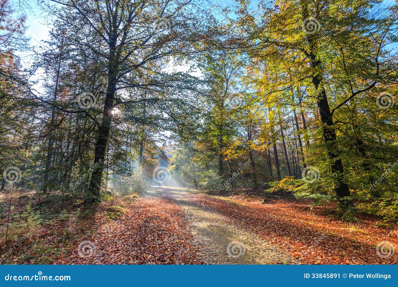Sun Beams through a Tree in a Forest Stock Image - Image of lane, road ...
