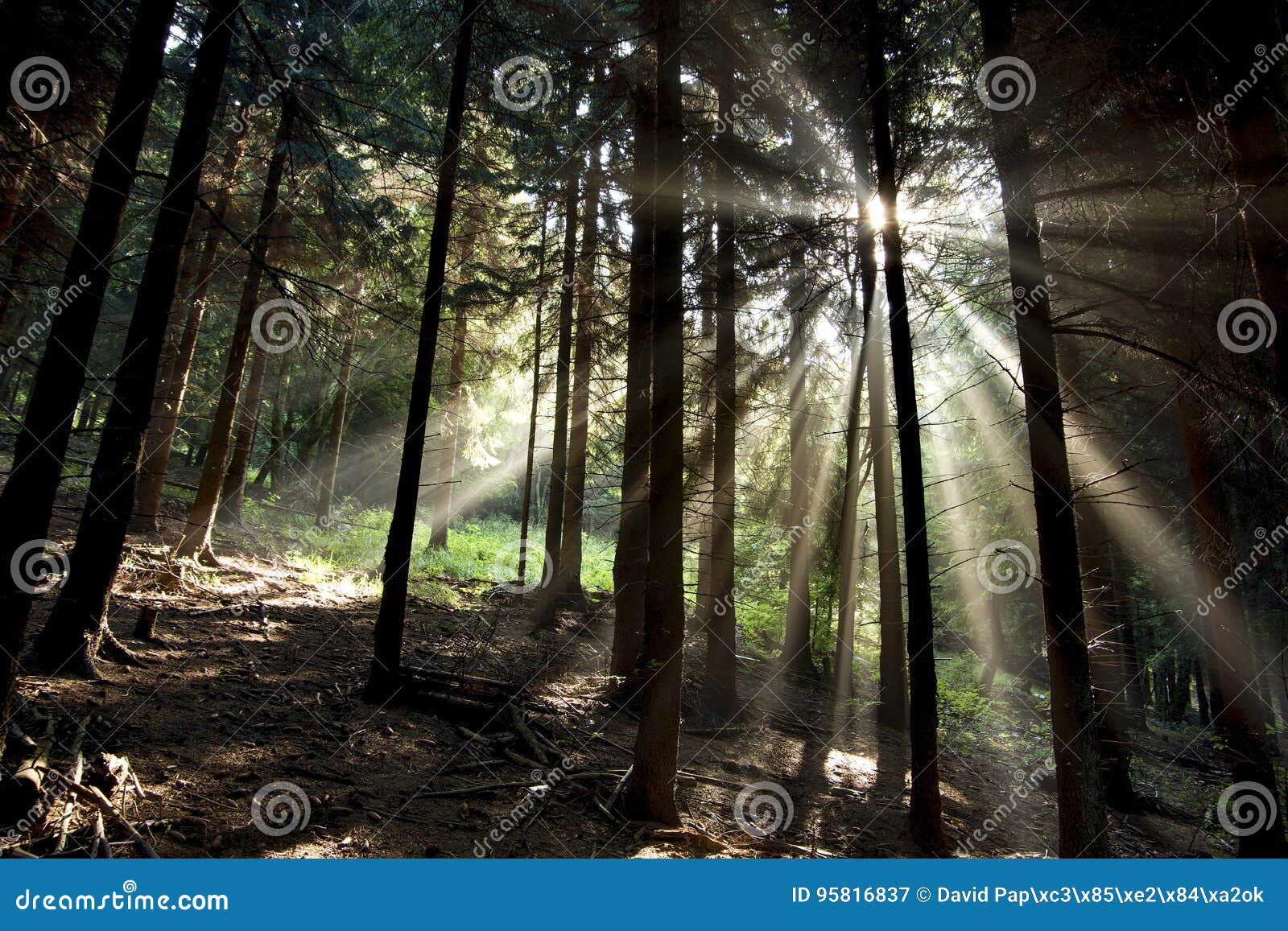 Sun beams stock image. Image of sunshine, sunset, wood - 95816837