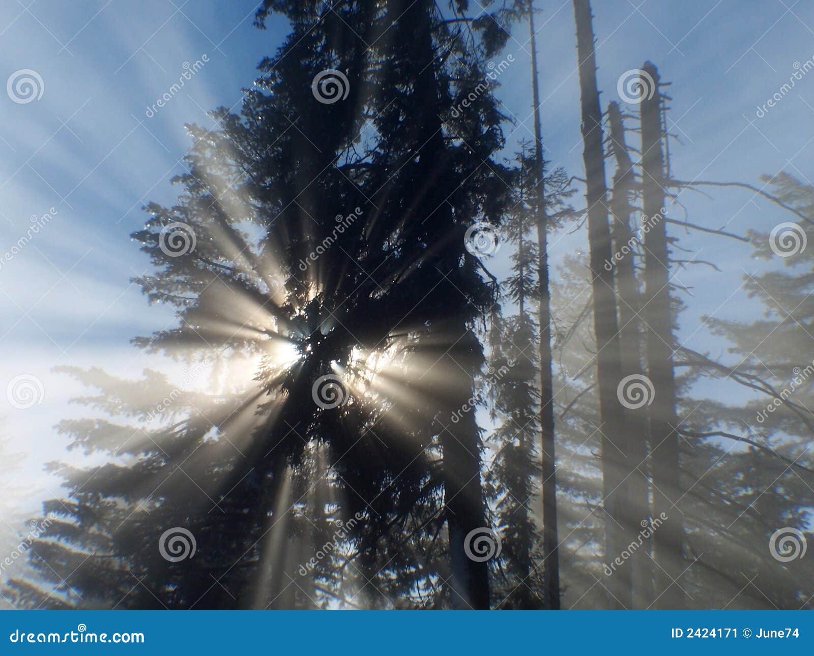 Sun beans in misty frorest stock image. Image of fairytale - 2424171