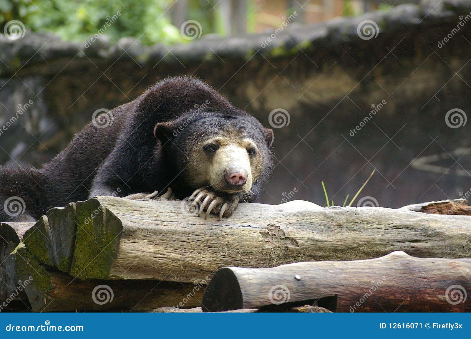 Sun bear stock image. Image of animals, sleepy, bears - 12616071