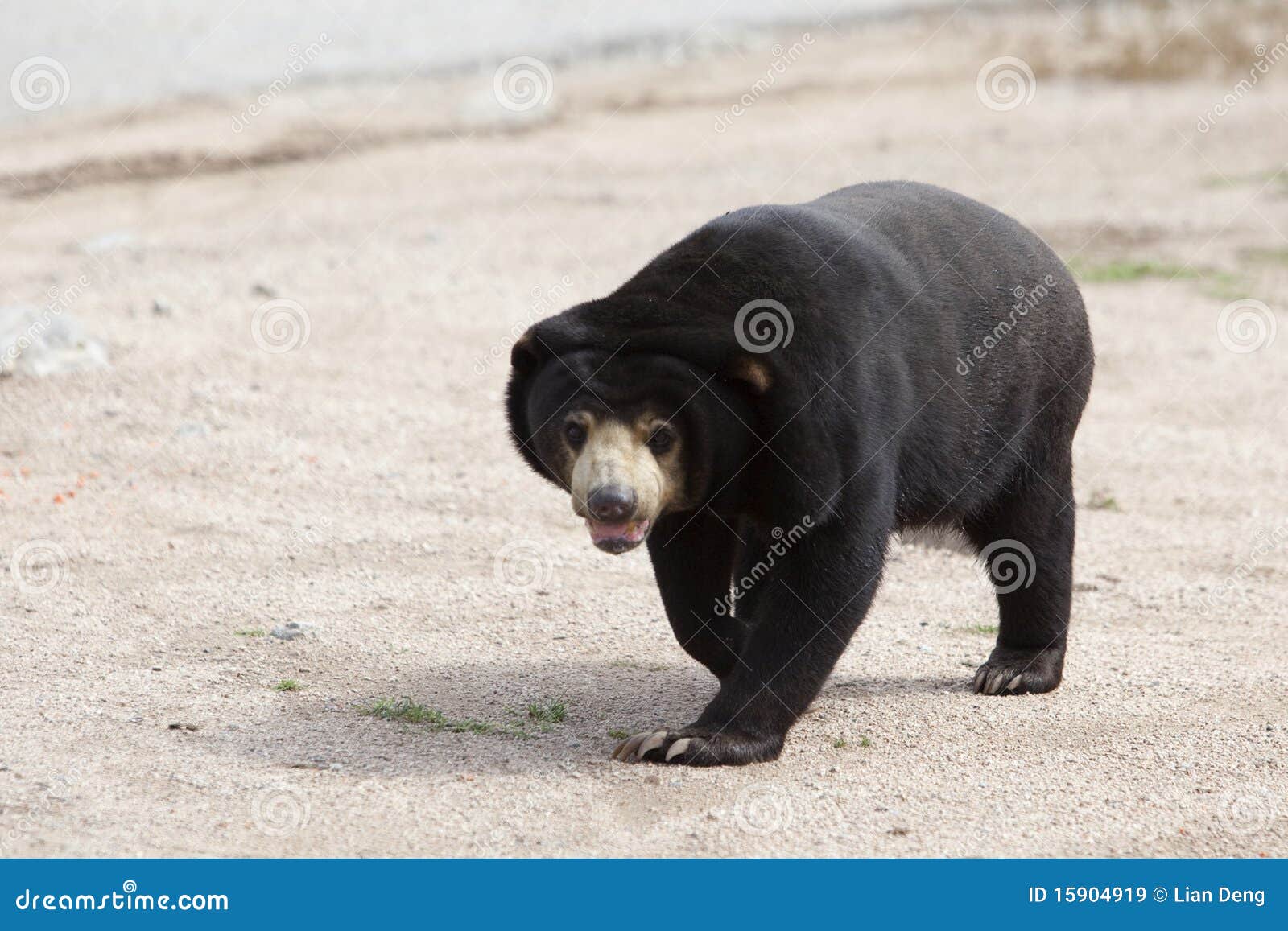 Sun bear stock image. Image of mammals, walking, canine - 15904919