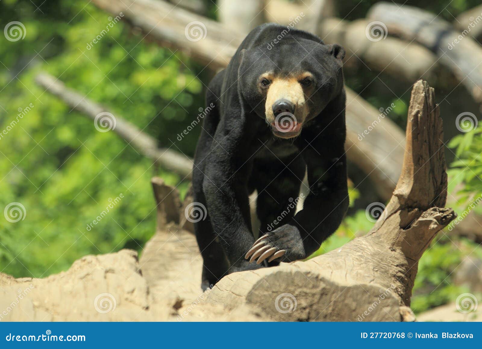 Sun bear stock photo. Image of tropical, helarctos, adult - 27720768