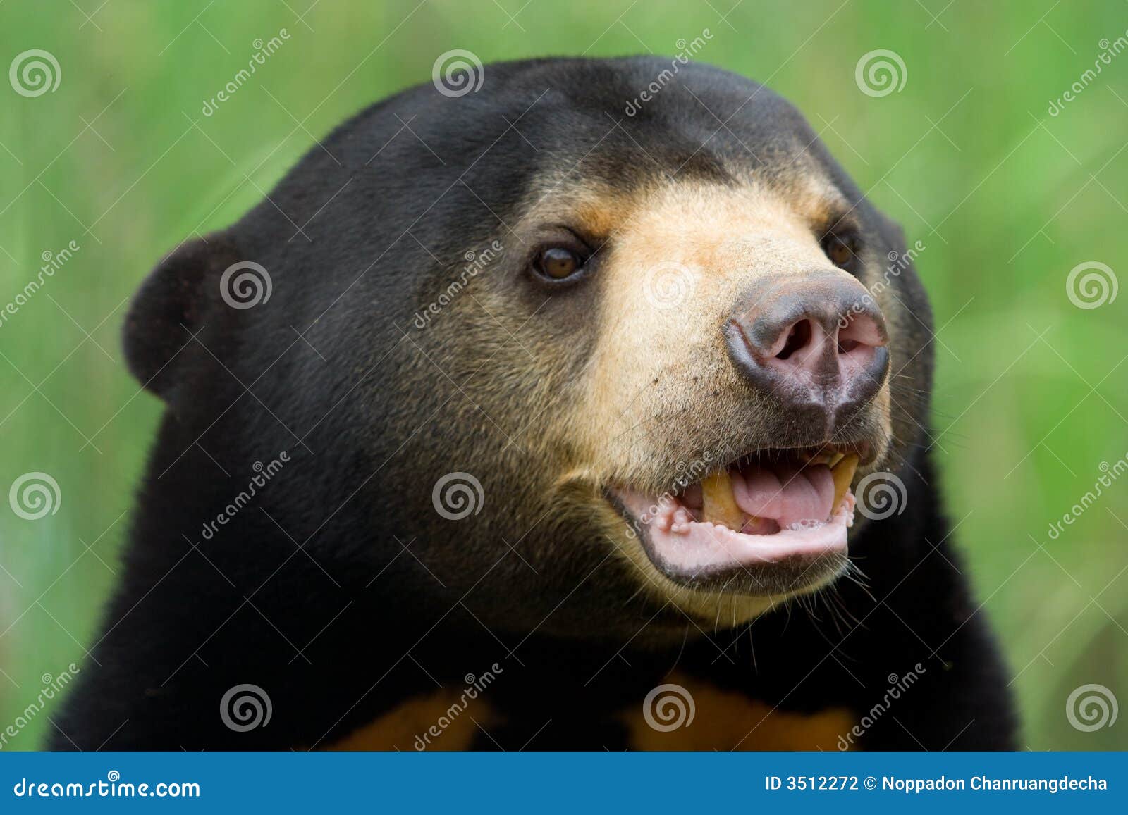 Sun bear stock photo. Image of orange, malayanus, forest - 3512272