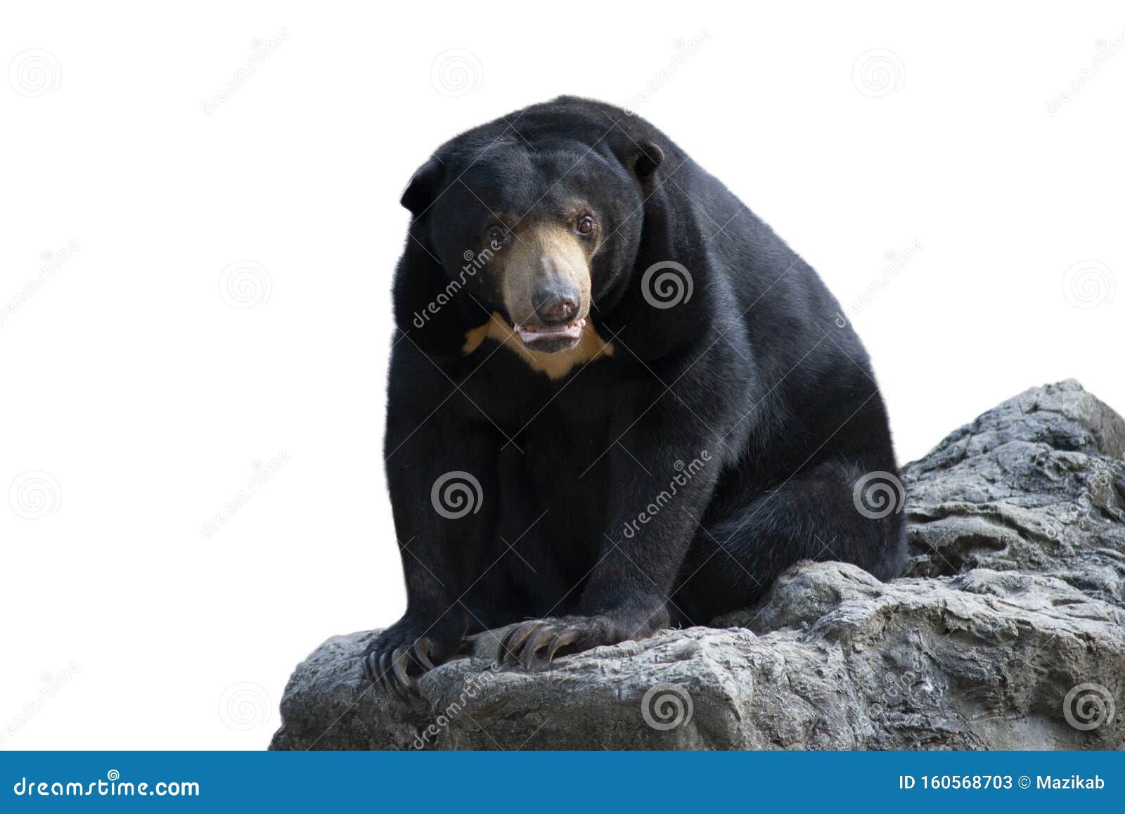 Sun Bear Size
