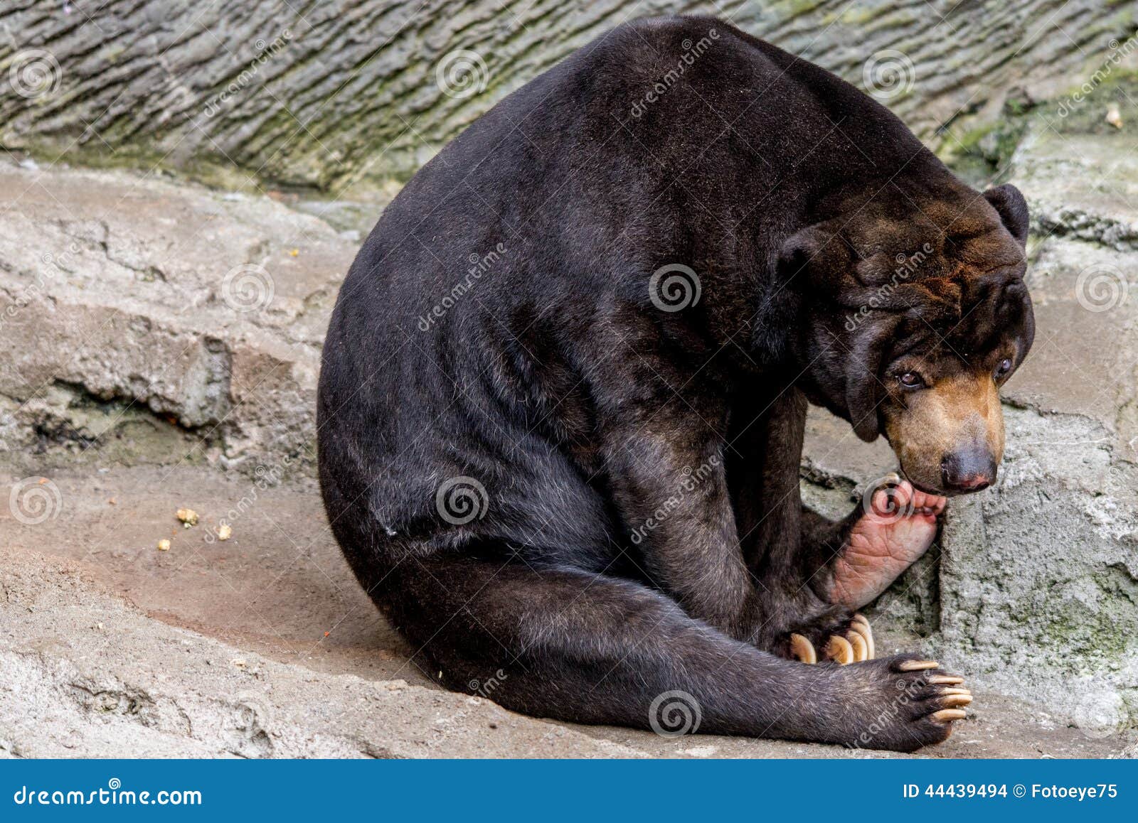 Sun Bear stock photo. Image of animal, behavior, wildlife - 44439494