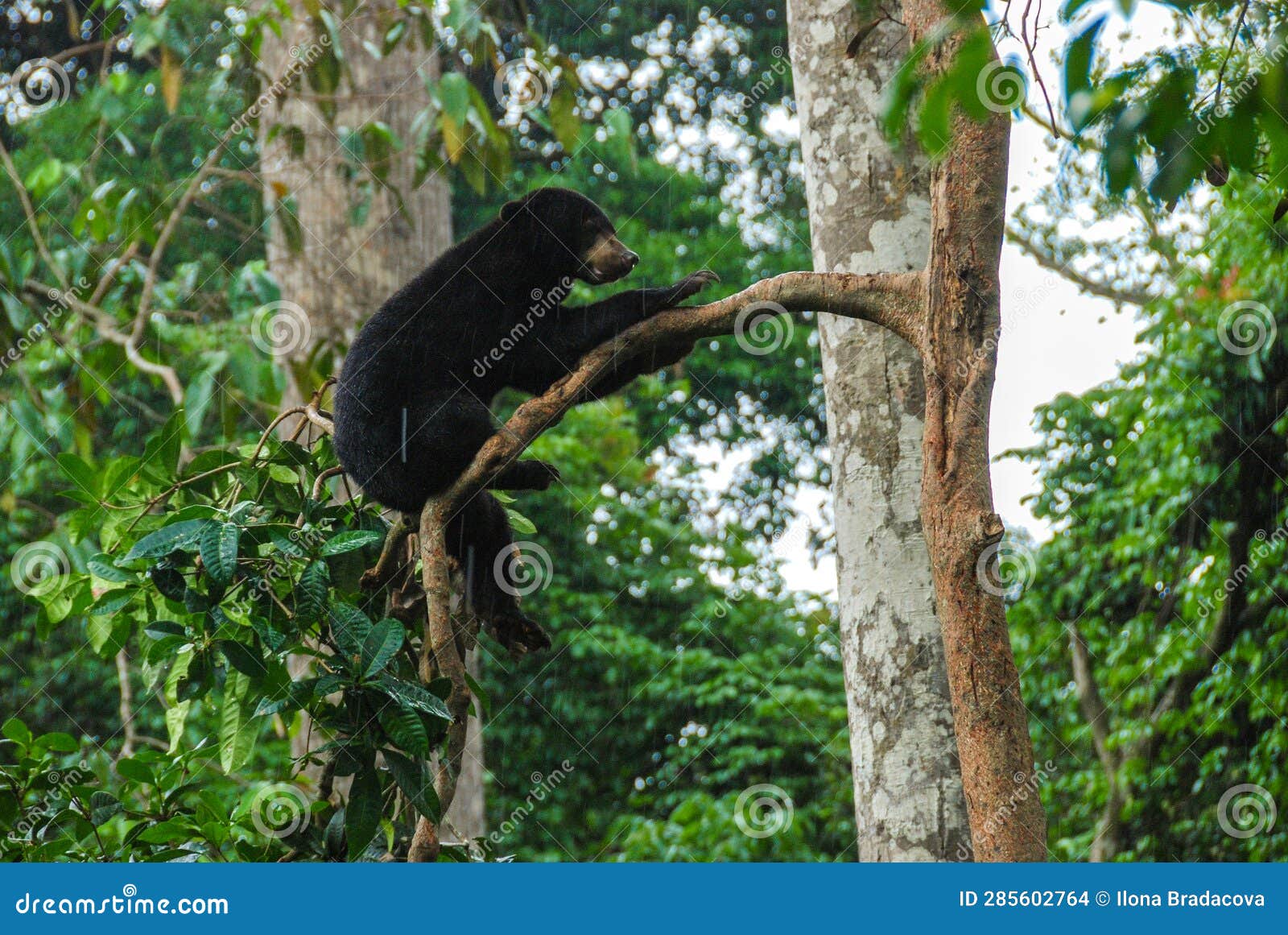 A Sun Bear in Rainforest of Malaysia Stock Photo - Image of ...