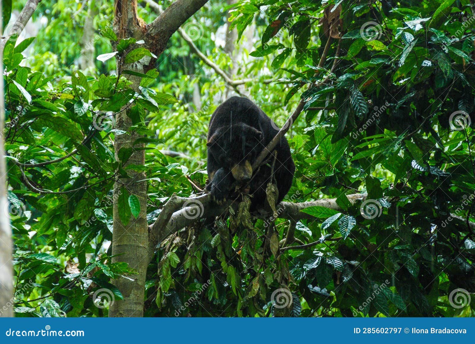 A Sun Bear in Rainforest of Malaysia Stock Image - Image of tree, wood ...
