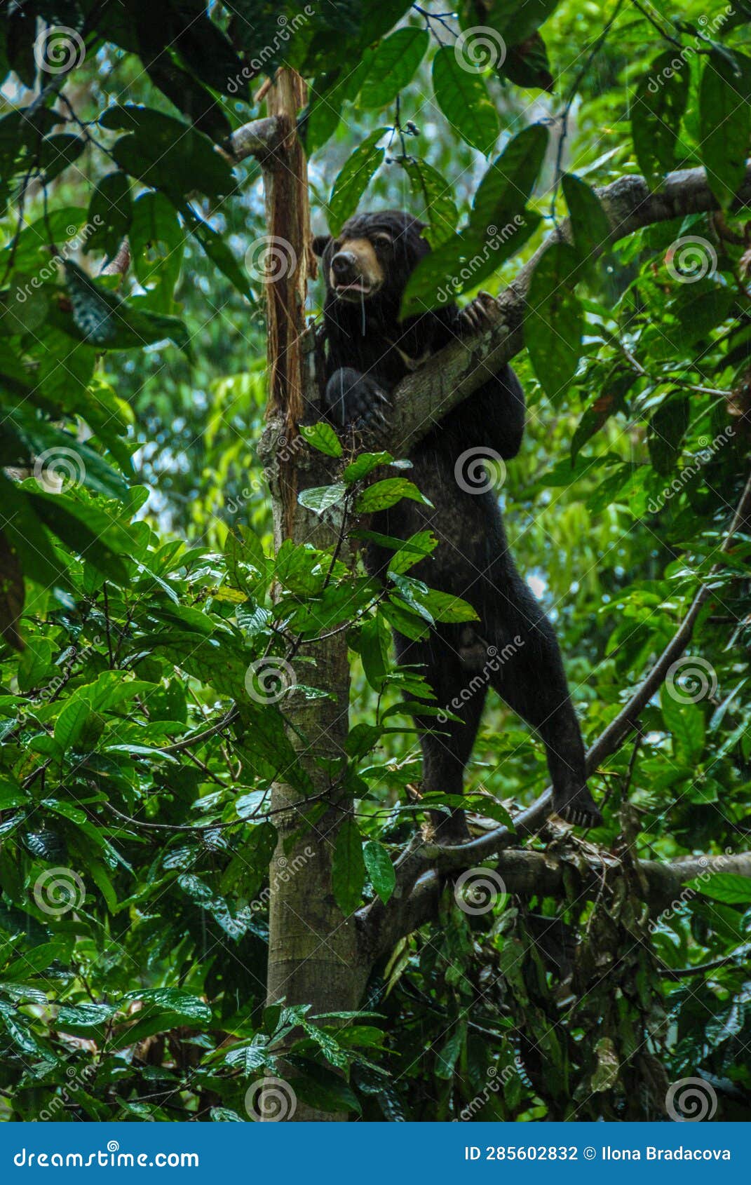A Sun Bear in Rainforest of Malaysia Stock Photo - Image of nature ...