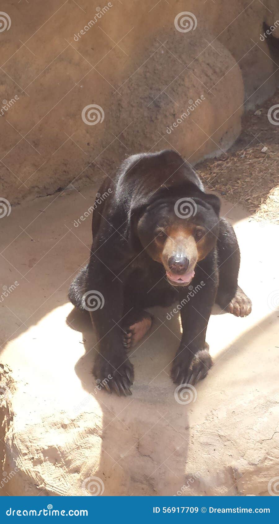 Sun bear editorial stock image. Image of smile, bear - 56917709