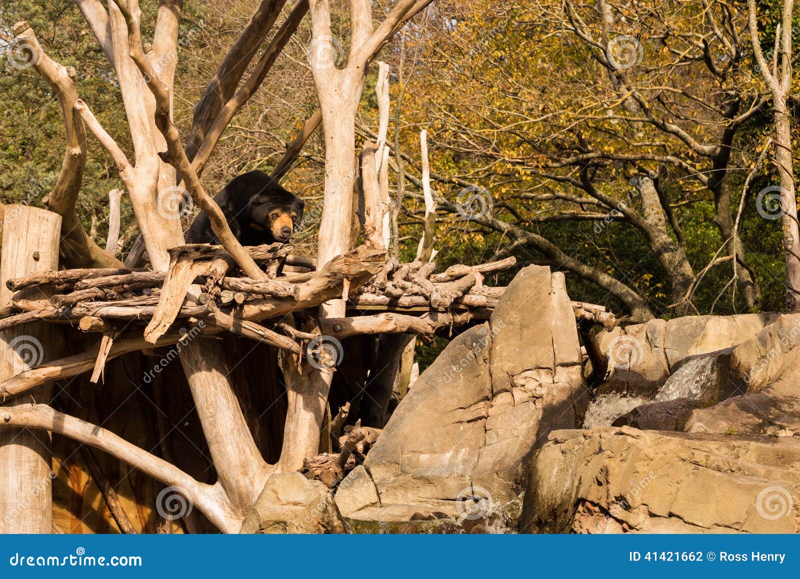 Sun Bear Home stock photo. Image of bear, home, face - 41421662