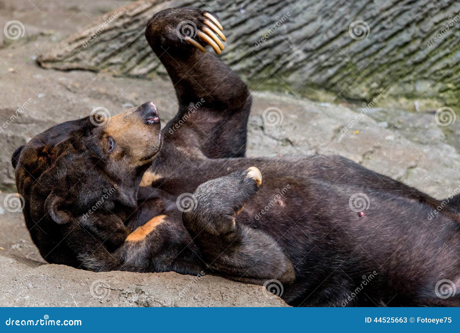 Sun Bear stock image. Image of predator, wildlife, animals - 44525663