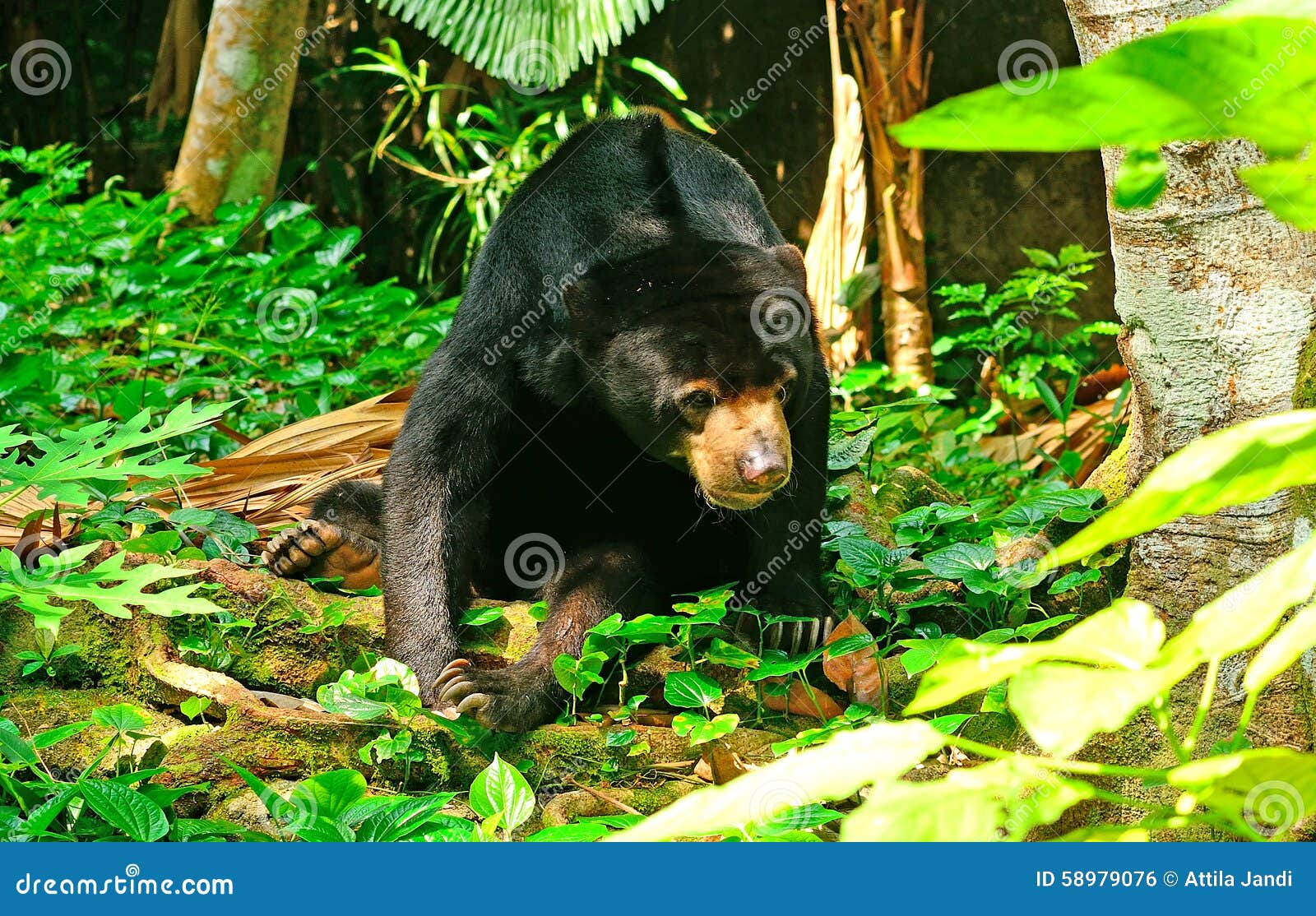Sun bear stock photo. Image of scarce, forest, natural - 58979076