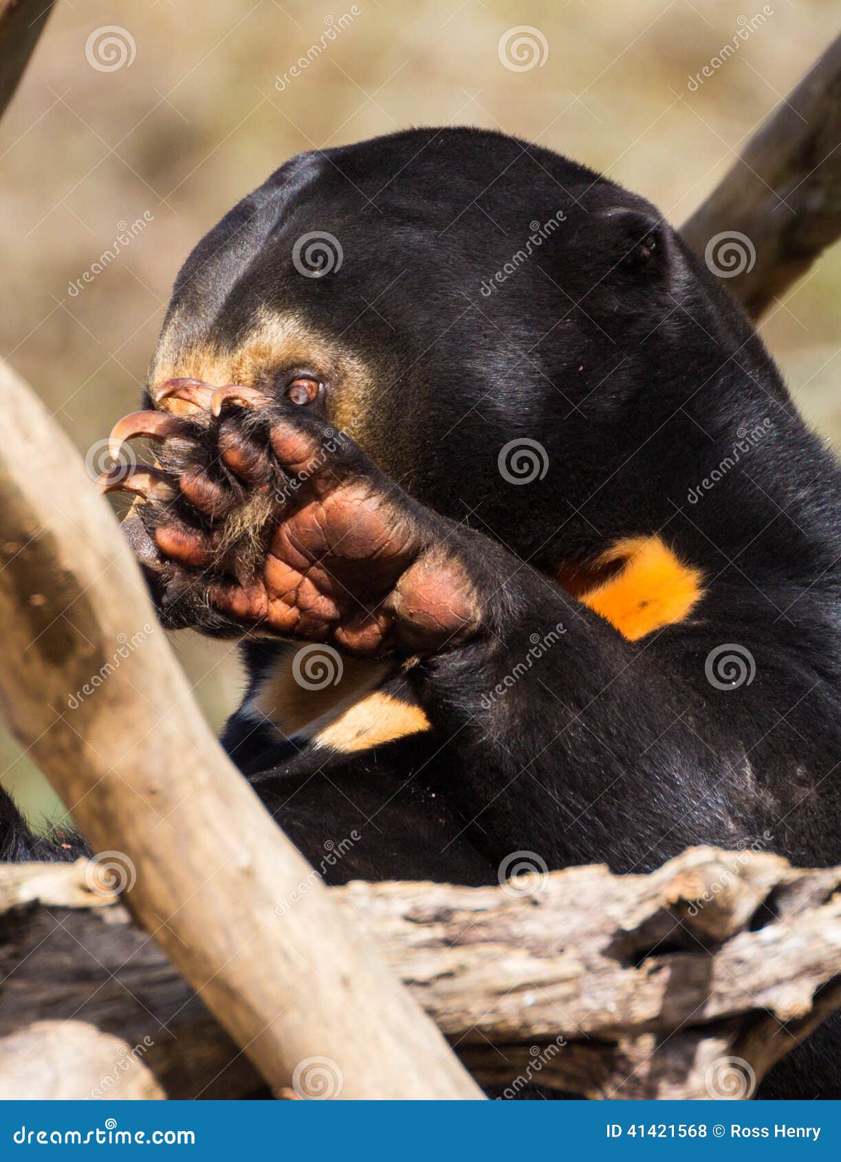 Sun Bear Paw stock photo. Image of beast, home, bear - 41421568