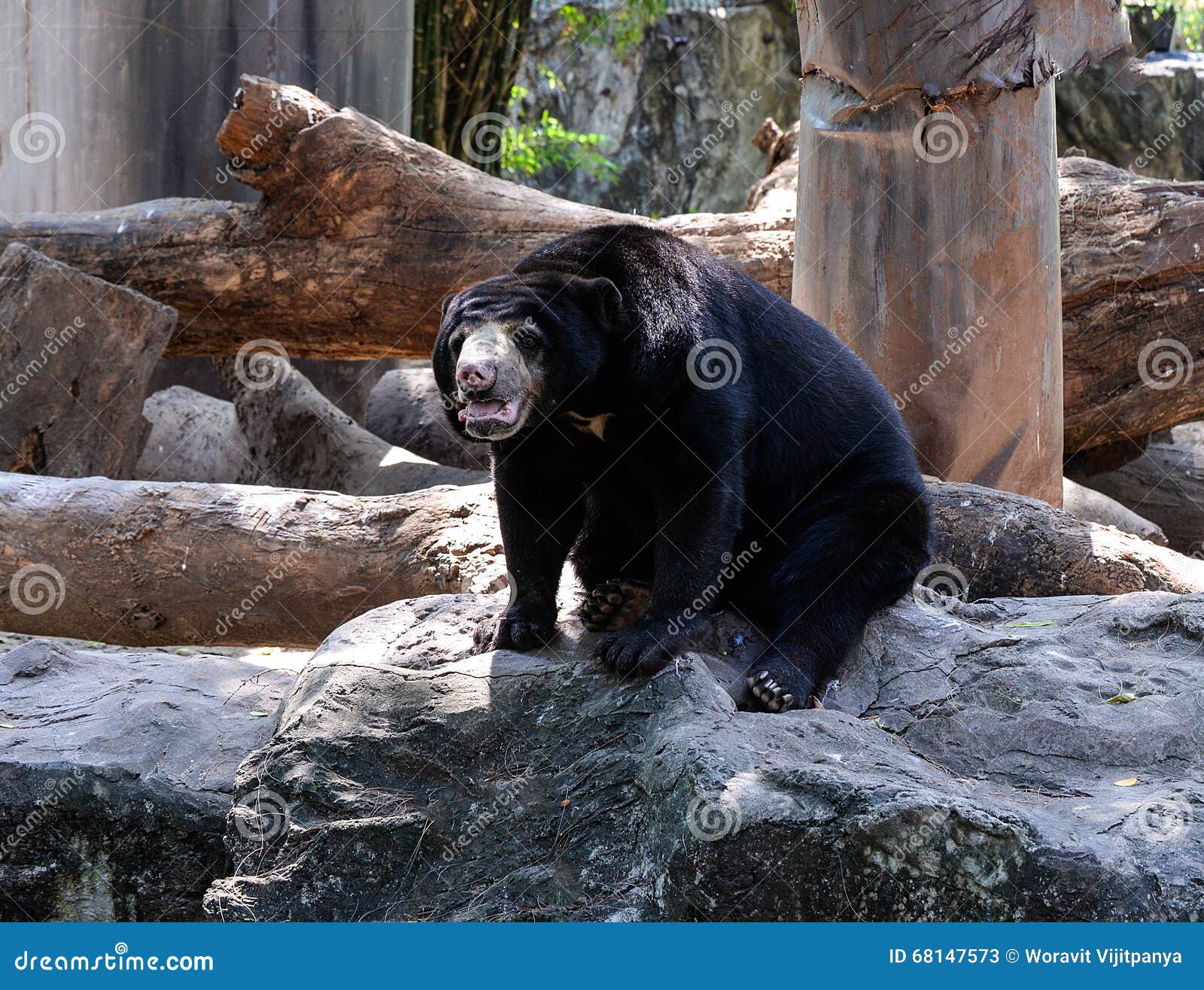 Sun bear relax stock image. Image of profile, group, animal - 68147573