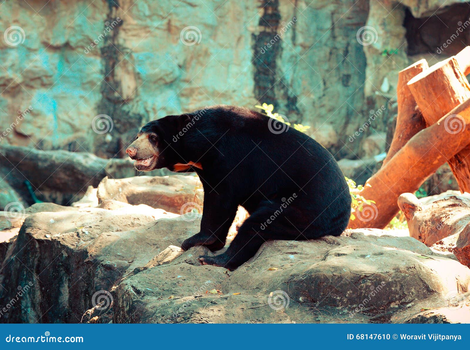 Sun bear relax stock photo. Image of bear, meadow, berries - 68147610