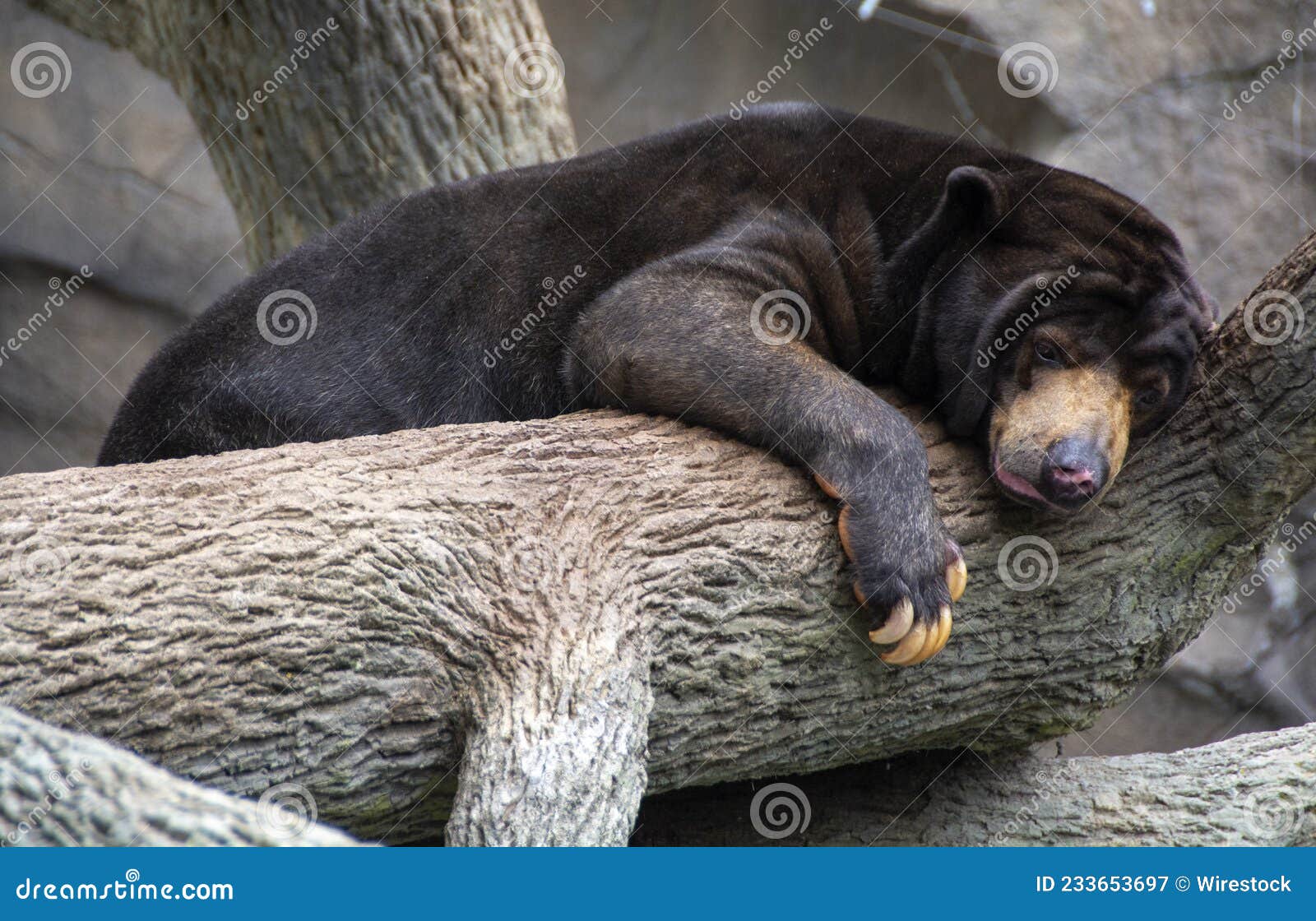 Sun Bear Resting on the Tree Branch. Stock Image - Image of predator ...