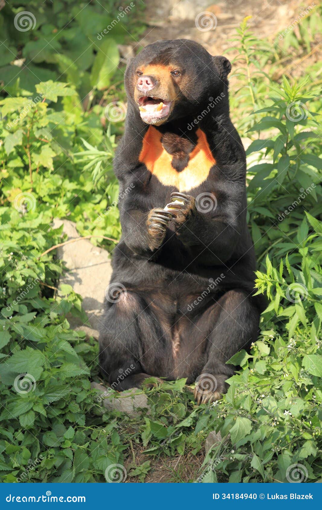 Sun bear stock photo. Image of malayanus, asian, nature - 34184940