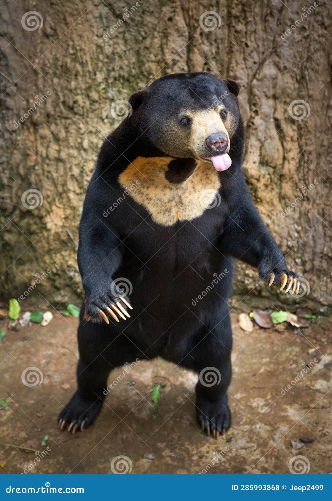 Sun Bear Standing in a Relaxing in the Natural. Stock Photo - Image of ...