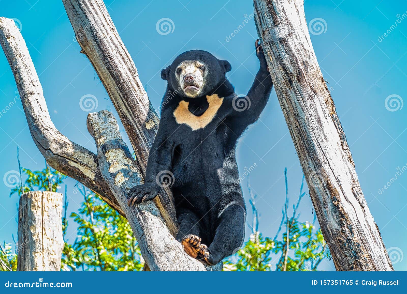 Sun Bear in a tree stock image. Image of animal, malayan - 157351765