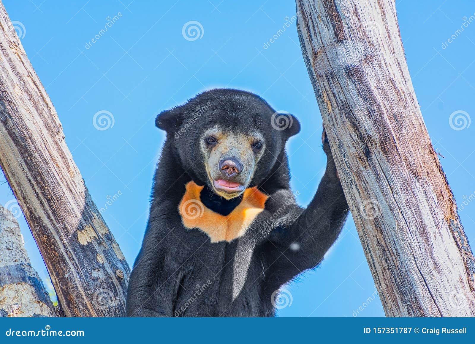 Sun Bear in a tree stock image. Image of carnivore, portrait - 157351787