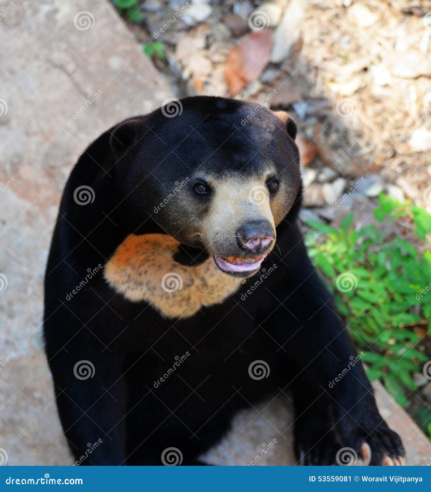 Sun Bear stock image. Image of asia, bear, banter, rainforest - 53559081