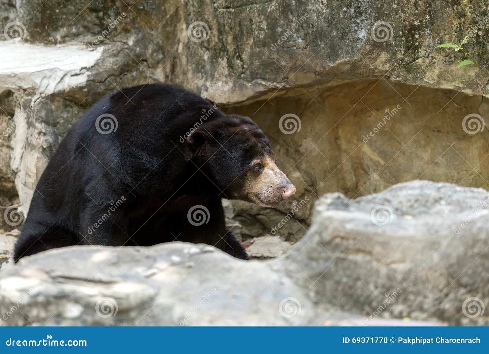 Sun bear in a zoo. stock photo. Image of rest, animal - 69371770