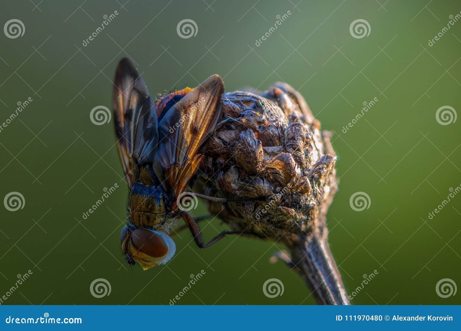 Sleeping fly in the sun stock photo. Image of orange - 111970480