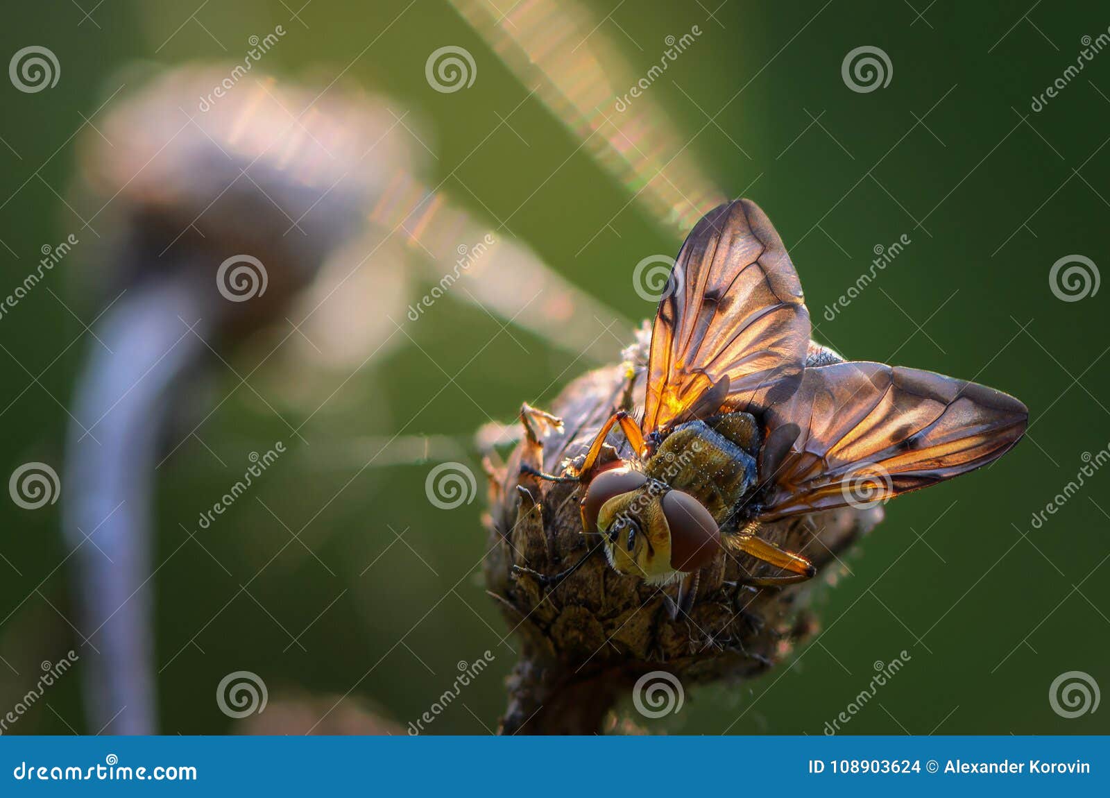 Sleeping fly in the sun stock photo. Image of ectophasia - 108903624
