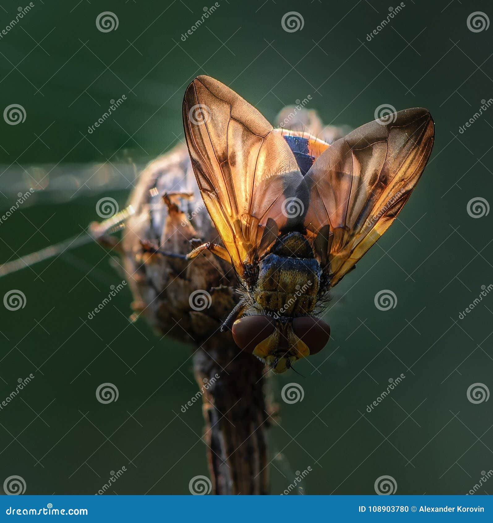 Sleeping fly in the sun stock photo. Image of orange - 108903780