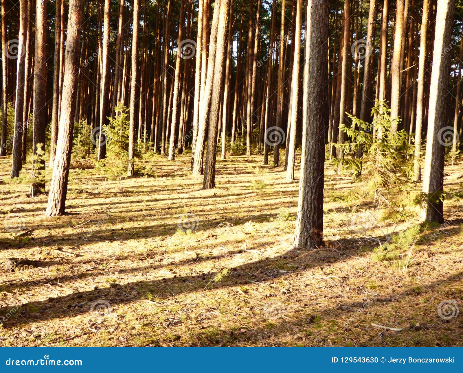 Shadows of Trees in the Forest. Stock Photo - Image of mushrooms ...