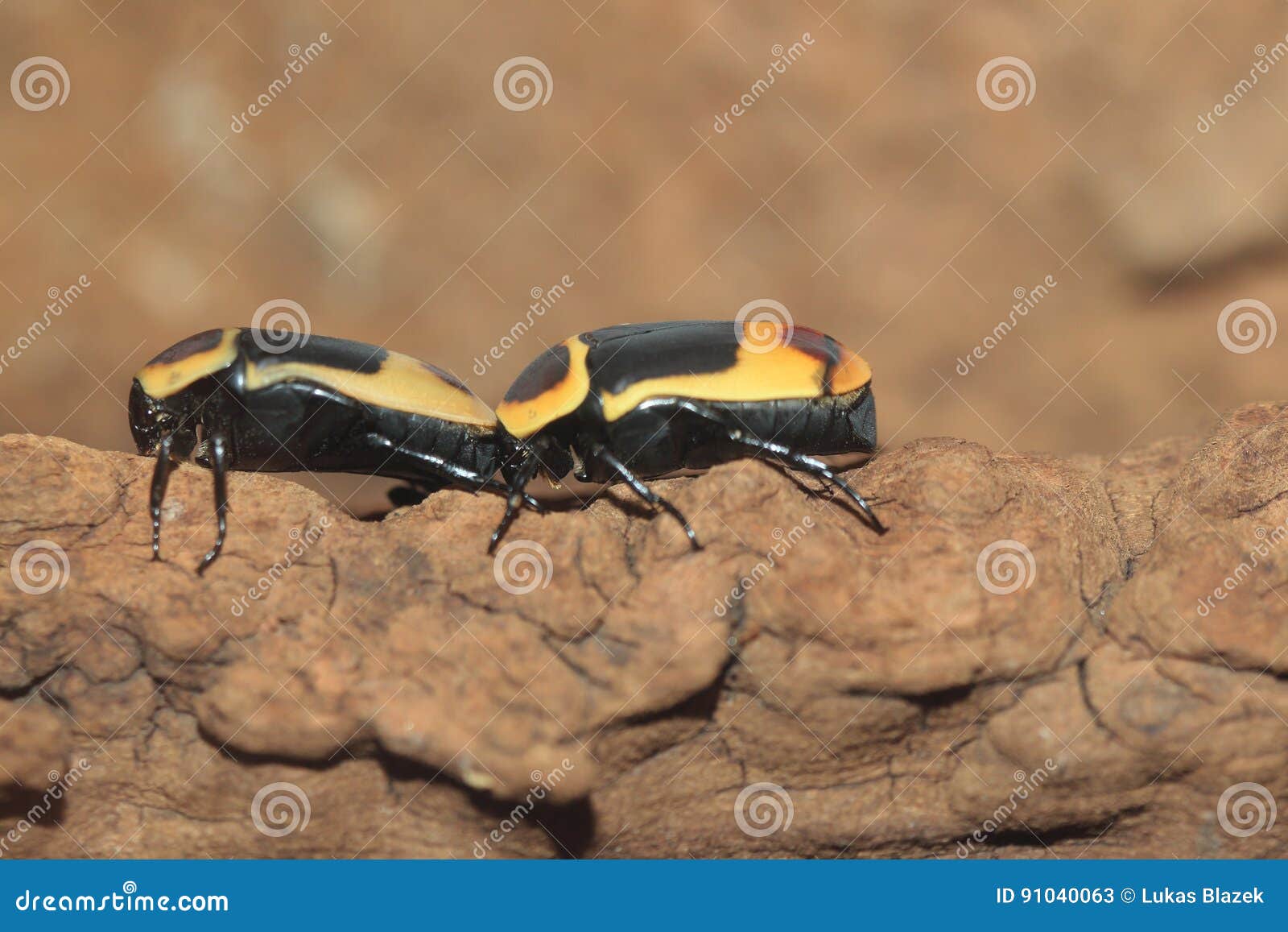 Sun beetle stock image. Image of couple, pachnoda, nature - 91040063