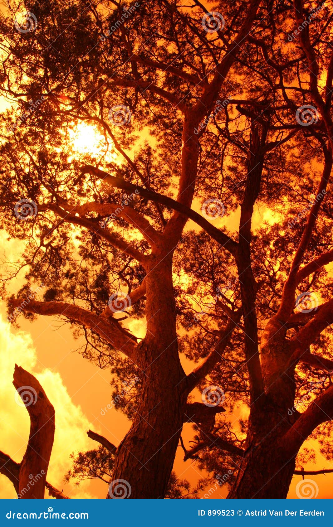 Sun behind a big tree stock image. Image of nature, tree - 899523