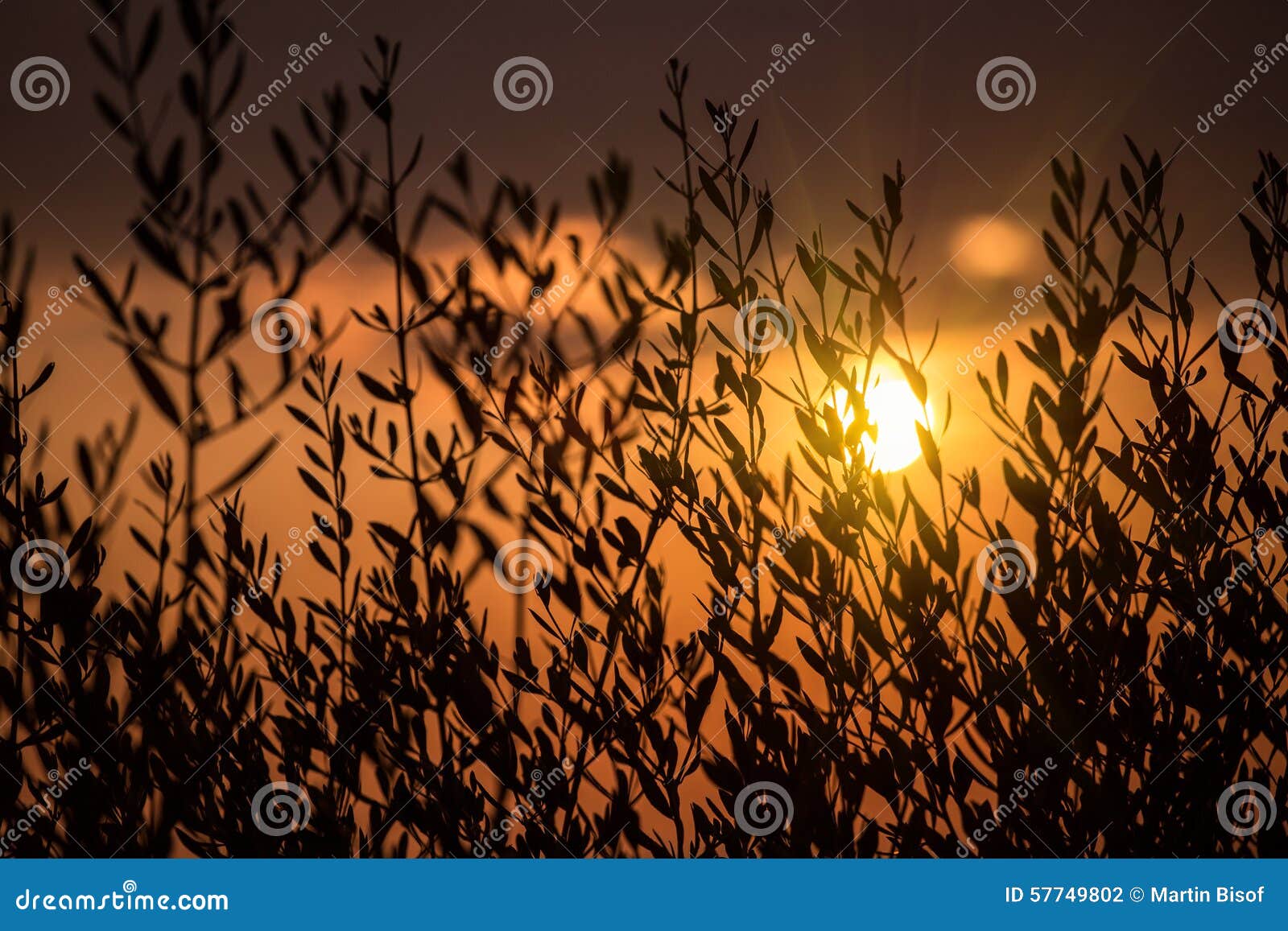 Sun behind the bush stock photo. Image of sunset, nature - 57749802