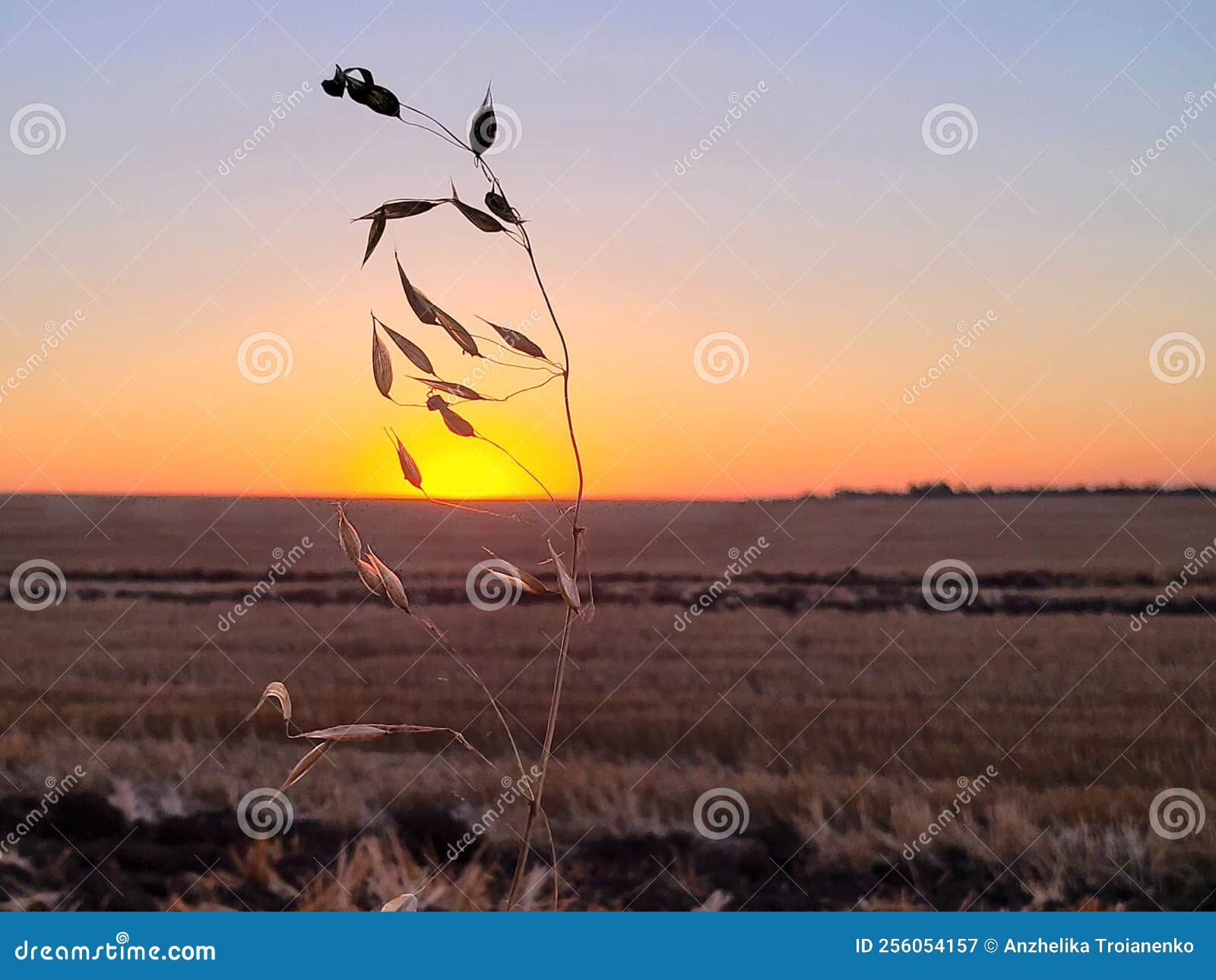 Sun Behind the Field Horizon Stock Image - Image of flight, shore ...